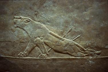 Lion Hunt of Ashurbanipal: wounded lioness, detail of relief from royal ...
