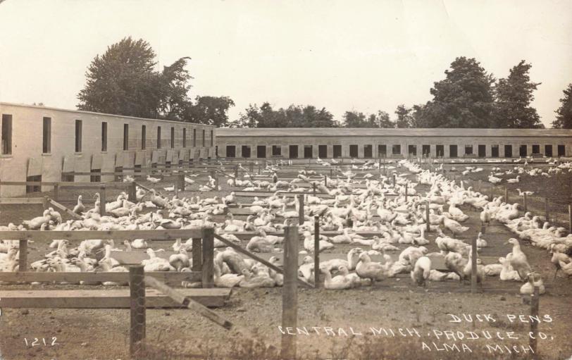 Duck Pens, Central Mich. Produce Co., Alma, Mich. | David V. Tinder ...